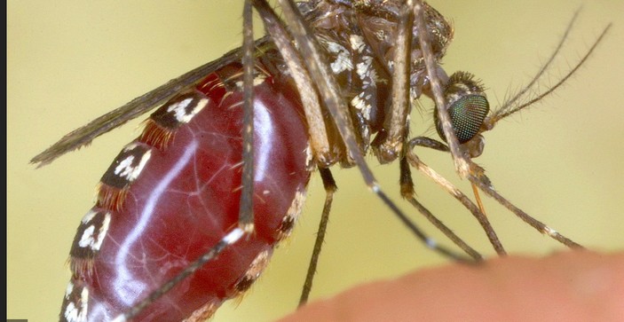 Salute femminile e prevenzione: il caso Zika